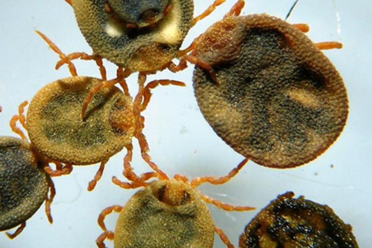 Different types of Ticks - Tick Species Characteristics and Photos