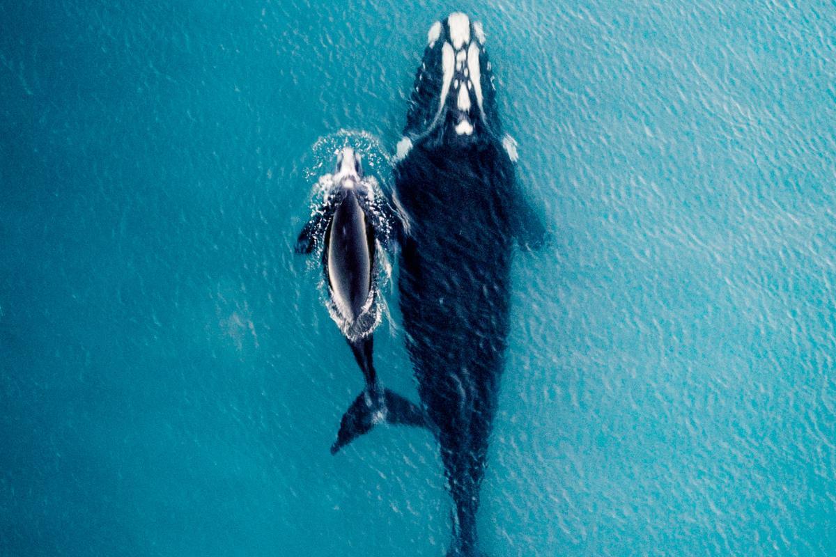 Is the Blue Whale an Endangered Species? - Reasons for Threats