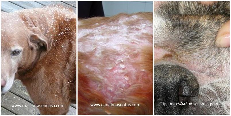 Home Remedies for Seborrhea in Dogs