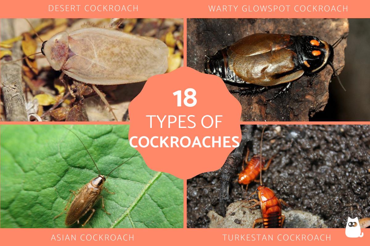 18 Different Types of Cockroaches - Roach Species With Photos