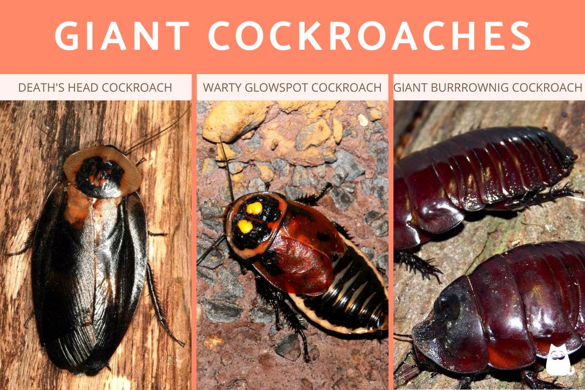 18 Different Types of Cockroaches - Roach Species With Photos