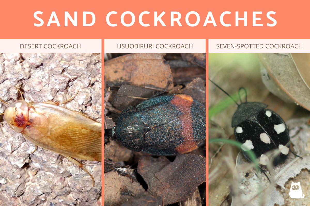 18 Different Types of Cockroaches - Roach Species With Photos