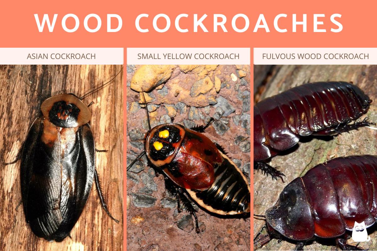 18 Different Types of Cockroaches - Roach Species With Photos