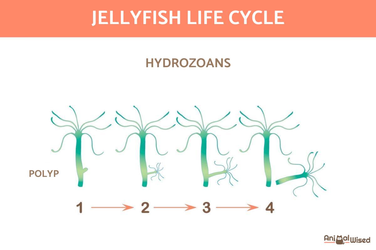 How Are Jellyfish Born? - Jellyfish Reproduction With Diagrams