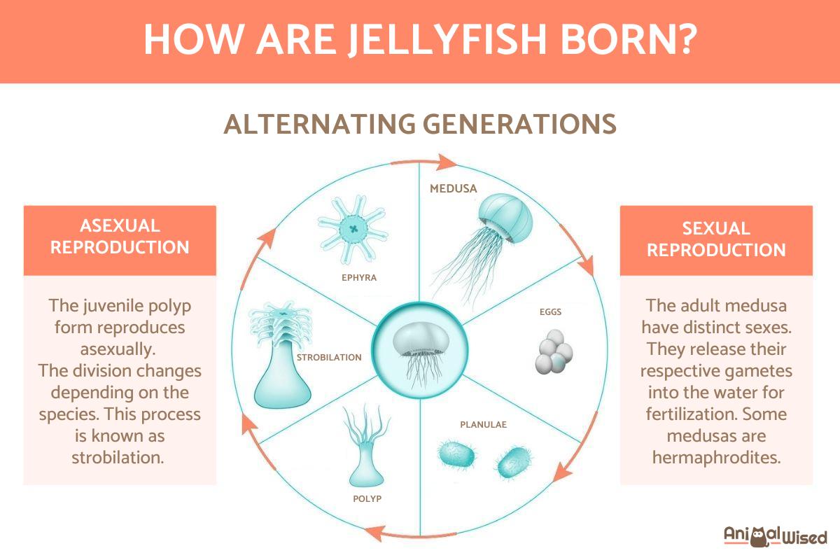 How Are Jellyfish Born Jellyfish Reproduction With Diagrams