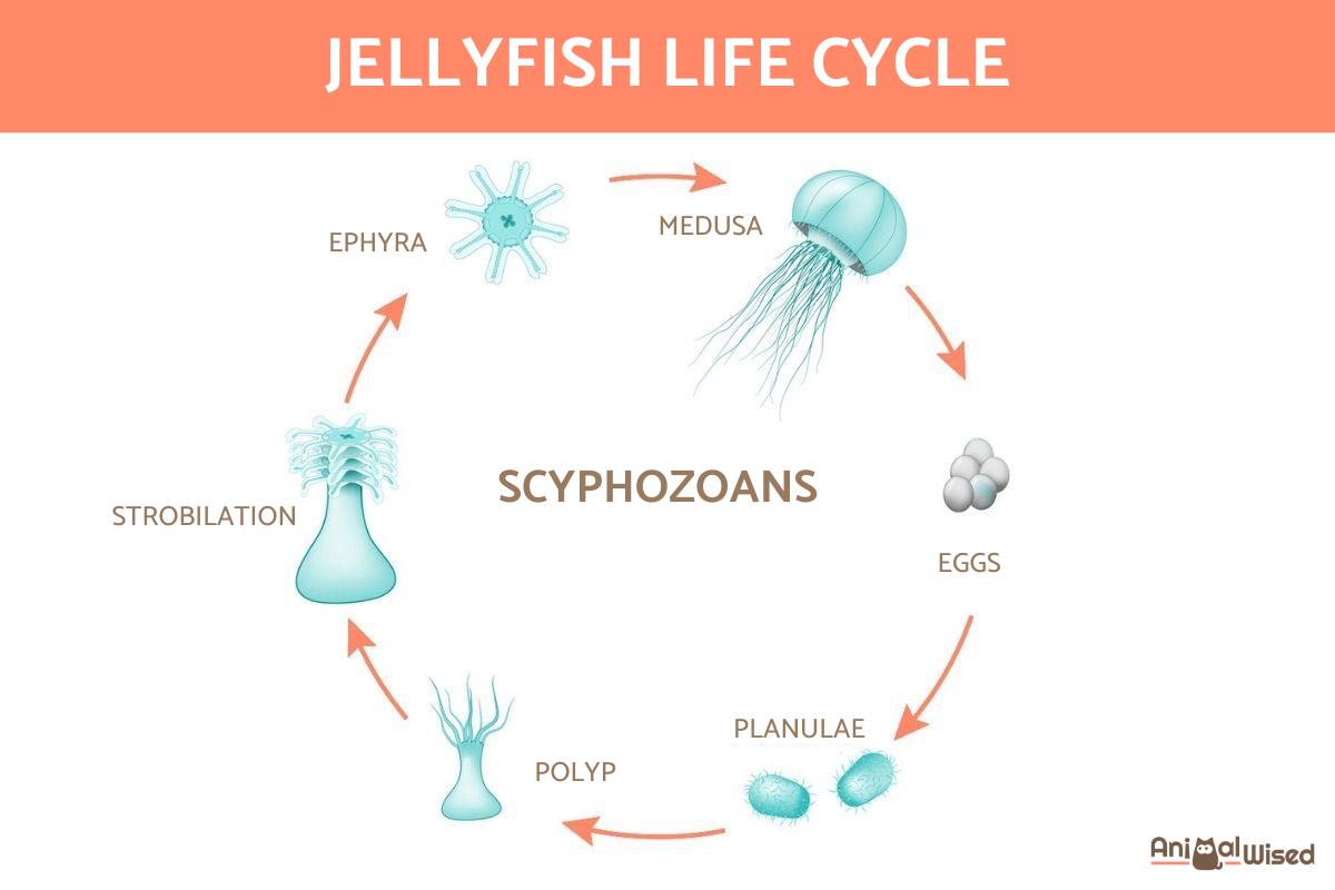 How Are Jellyfish Born? - Jellyfish Reproduction With Diagrams