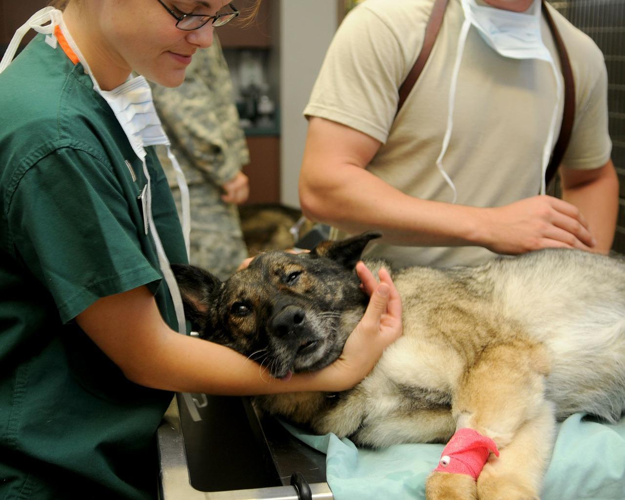 My Dog Has a Dislocated Hip - Hip Luxation in Dogs Causes and Treatment