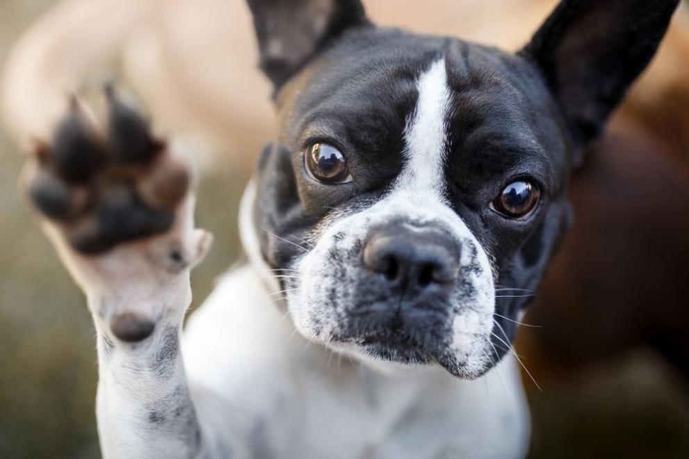Why Does My Dog Lift a Front Paw? - All Possible Reasons