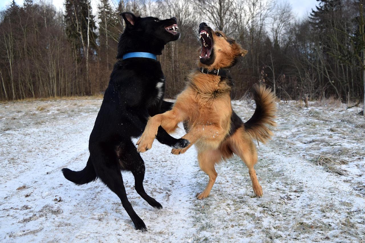 12 Types of Dog Aggression - Understanding Aggressive Dogs