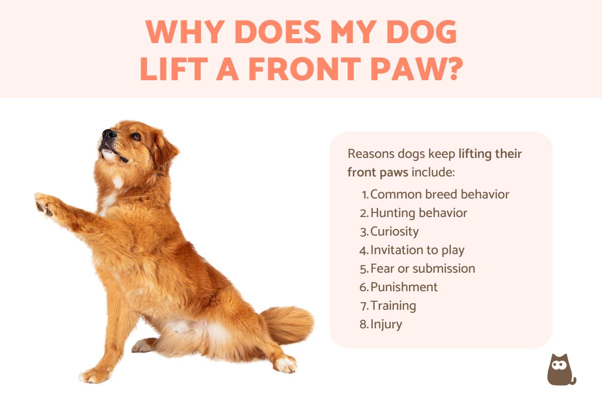 Why Does My Dog Lift a Front Paw? - All Possible Reasons