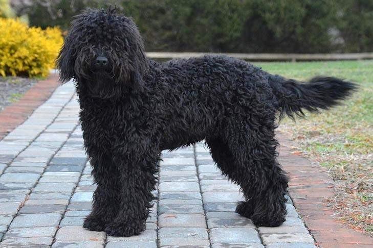 10 Breeds of Water Dogs - FULL List - Characteristics & Photos!