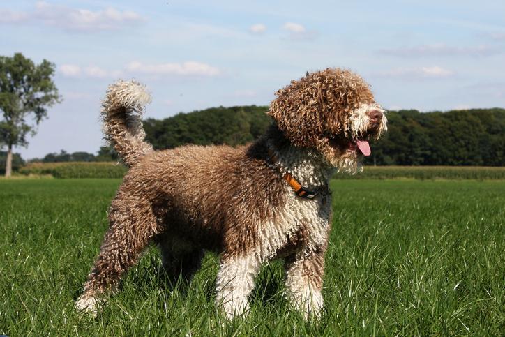 10 Breeds of Water Dogs - FULL List - Characteristics & Photos!