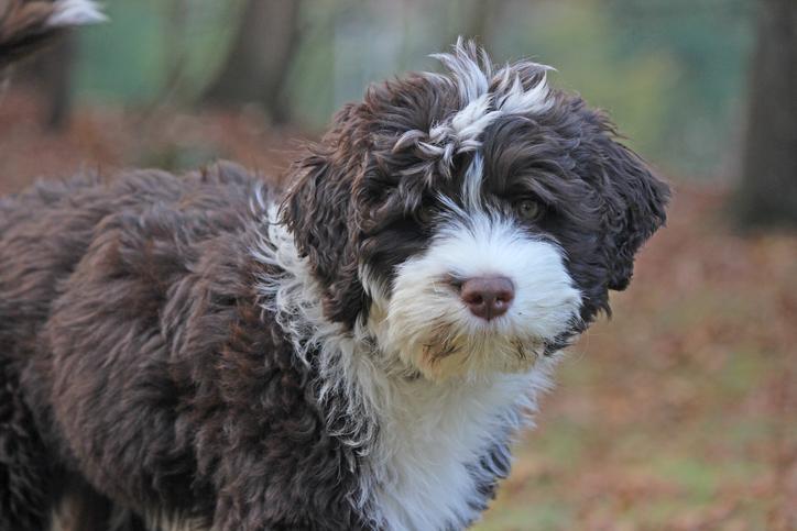 10 Breeds of Water Dogs - FULL List - Characteristics & Photos!