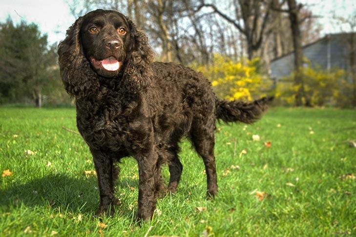 10 Breeds of Water Dogs - FULL List - Characteristics & Photos!