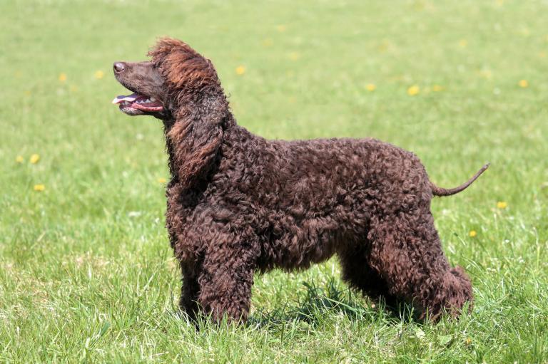 10 Breeds of Water Dogs - FULL List - Characteristics & Photos!
