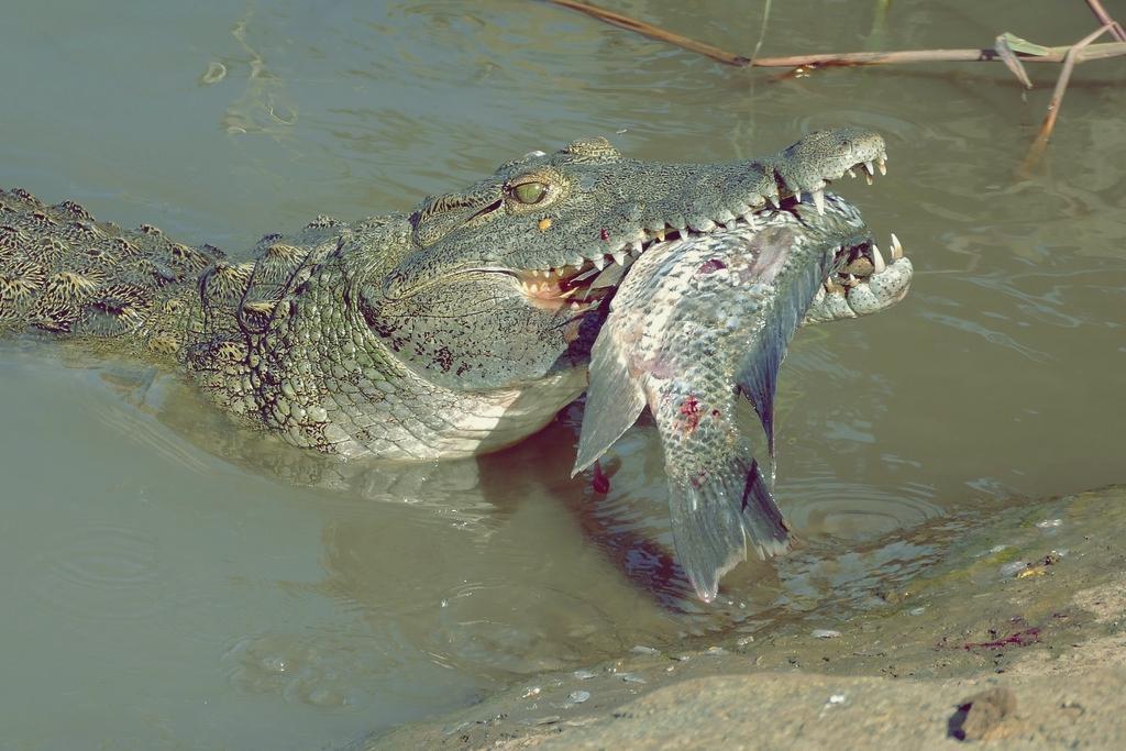 Dietary Habits of the Crocodile