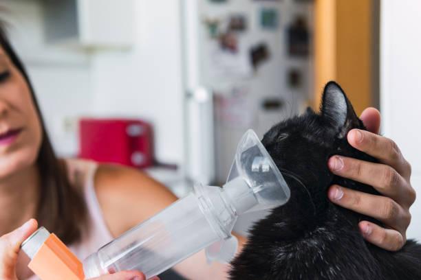 Pulmonary Edema in Cats Life Expectancy - Pulmonary Edema Prognosis