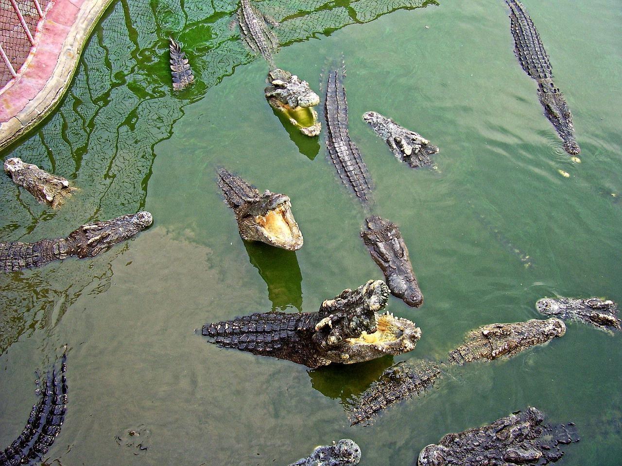 Dietary Habits of the Crocodile