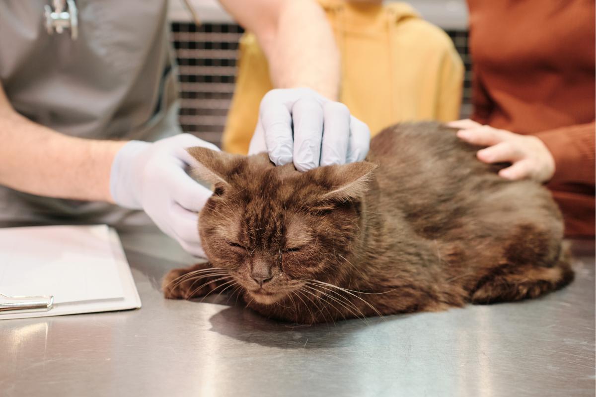 Pulmonary Edema in Cats Life Expectancy - Pulmonary Edema Prognosis