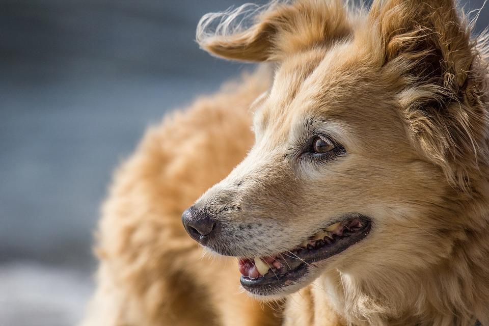 What to Expect After Your Dog is Neutered - Male and Female Recovery ...