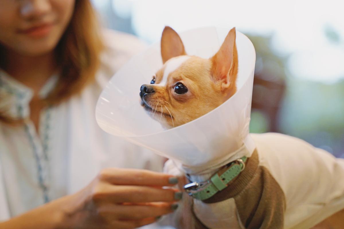 Warning Signs After Spaying a Dog - Spay Complication Symptoms