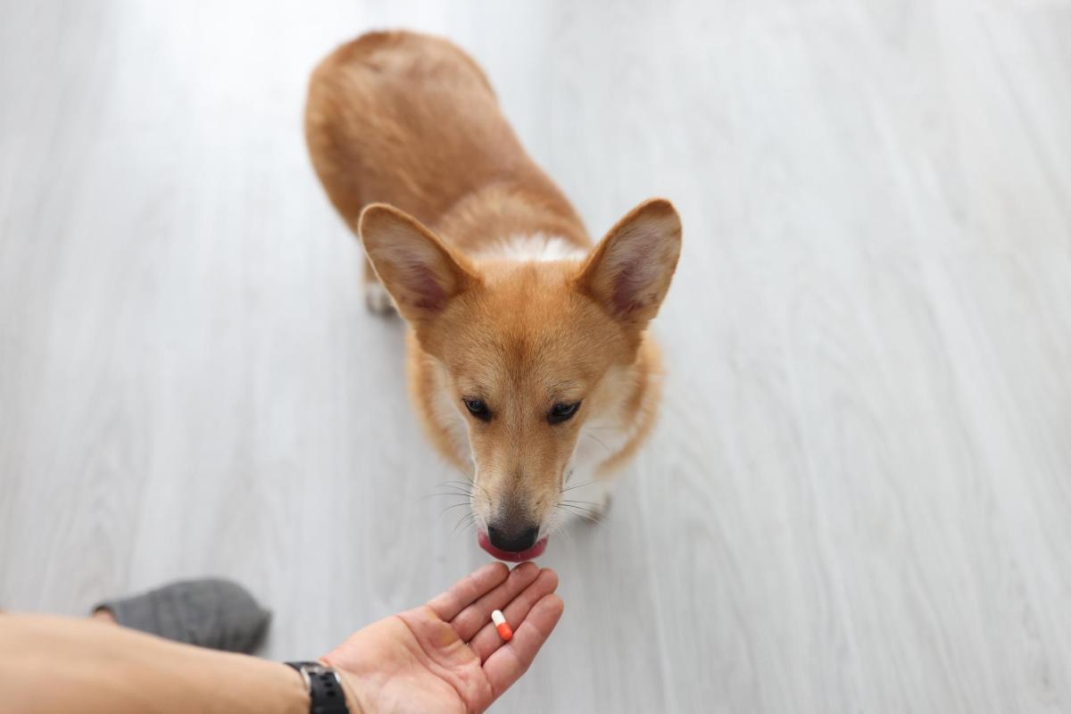 Trilostane for Dogs - Uses, Dosage and Side Effects