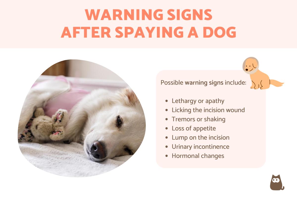 Warning Signs After Spaying a Dog - Spay Complication Symptoms