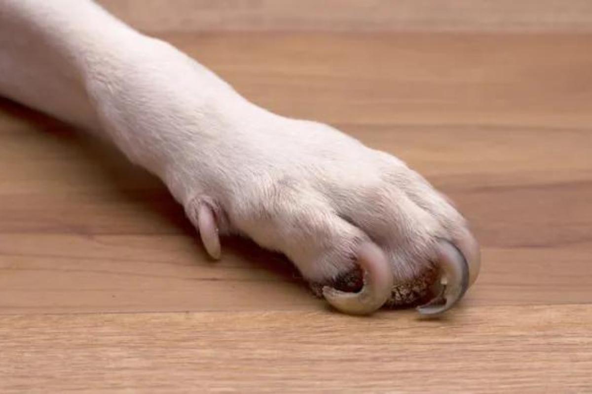 My Dog Has a Nail Infection - Causes and Treatment of Bacterial Claw ...