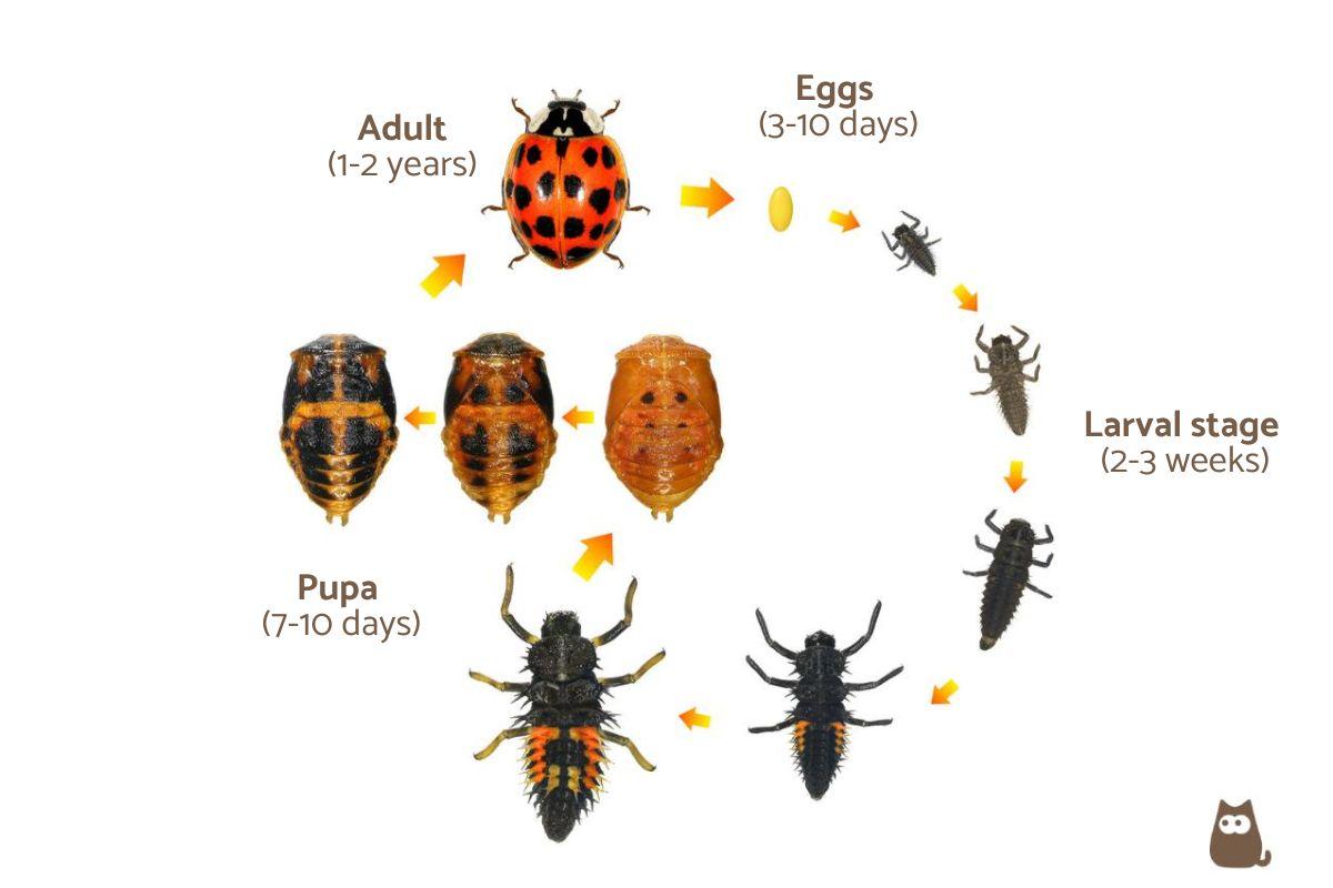 How Do Ladybugs Reproduce? - From Mating to Hatching