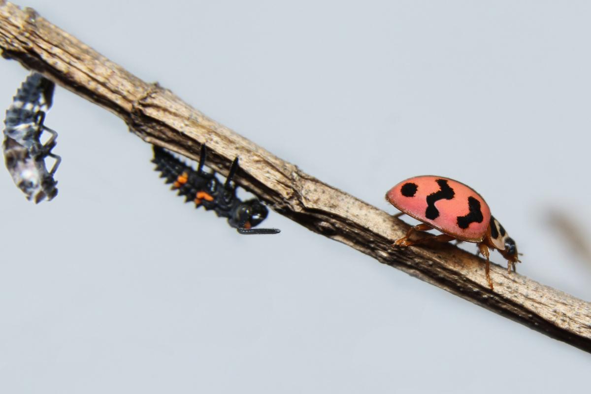 How Do Ladybugs Reproduce? - From Mating to Hatching