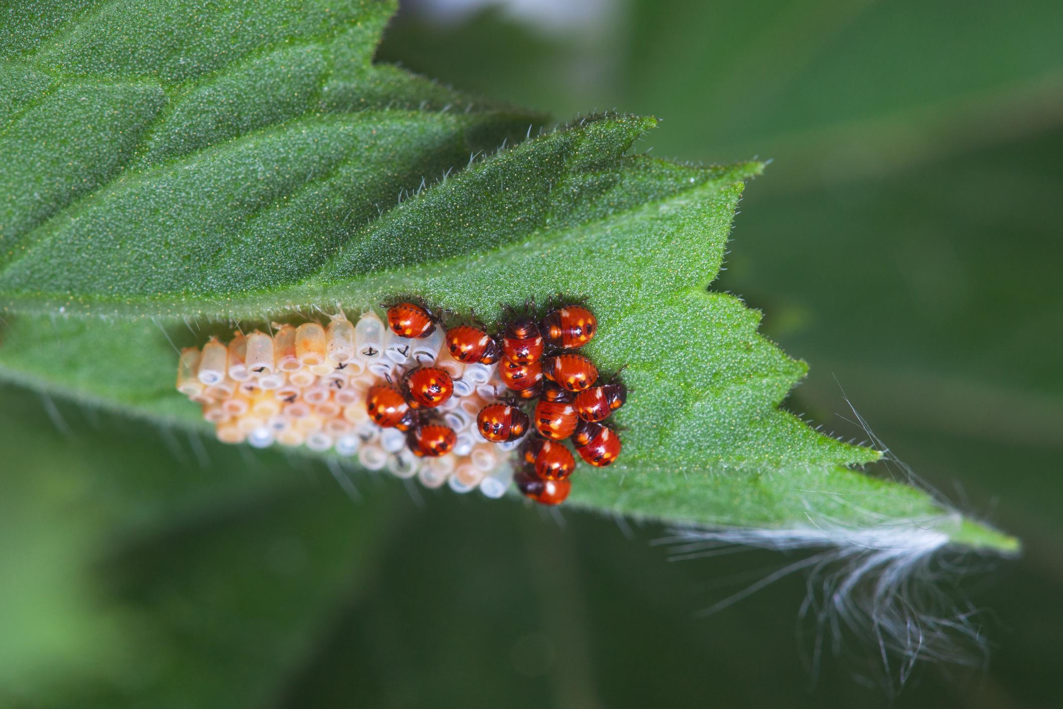 How Do Ladybugs Reproduce? - From Mating to Hatching