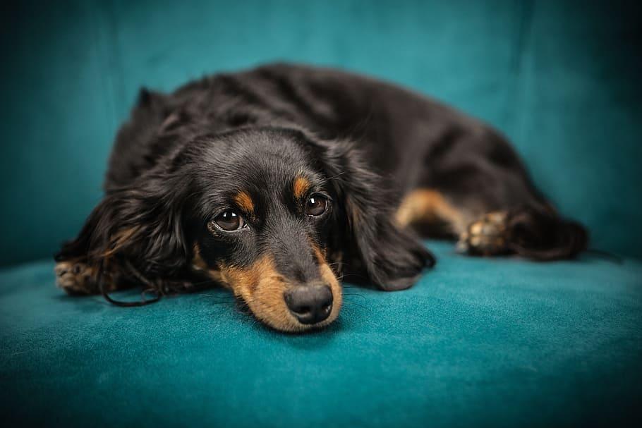 10+ Types of Dachshunds and Wiener Dogs With Photos