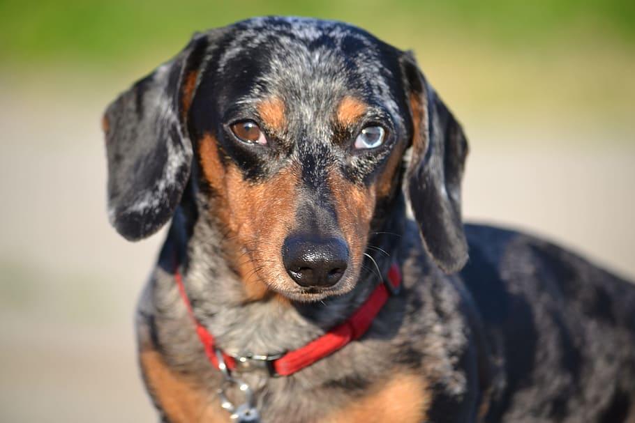 10+ Types of Dachshunds and Wiener Dogs With Photos