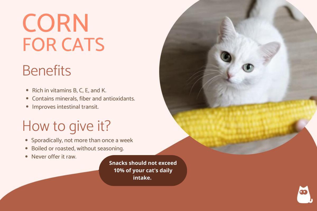 Can Cats Eat Corn? - Possible Benefits and How to Feed Corn to Cats
