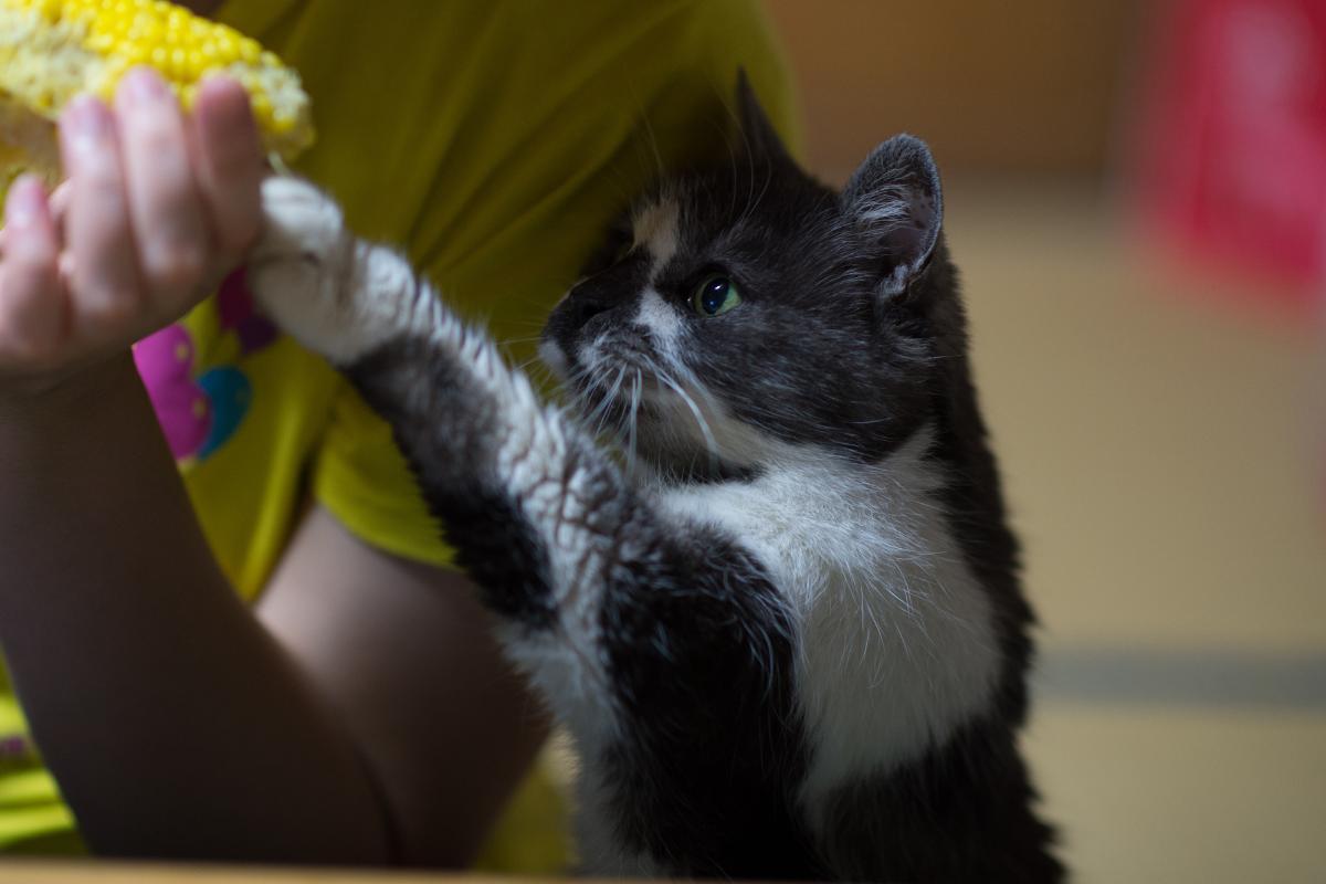 Can Cats Eat Corn? - Possible Benefits and How to Feed Corn to Cats