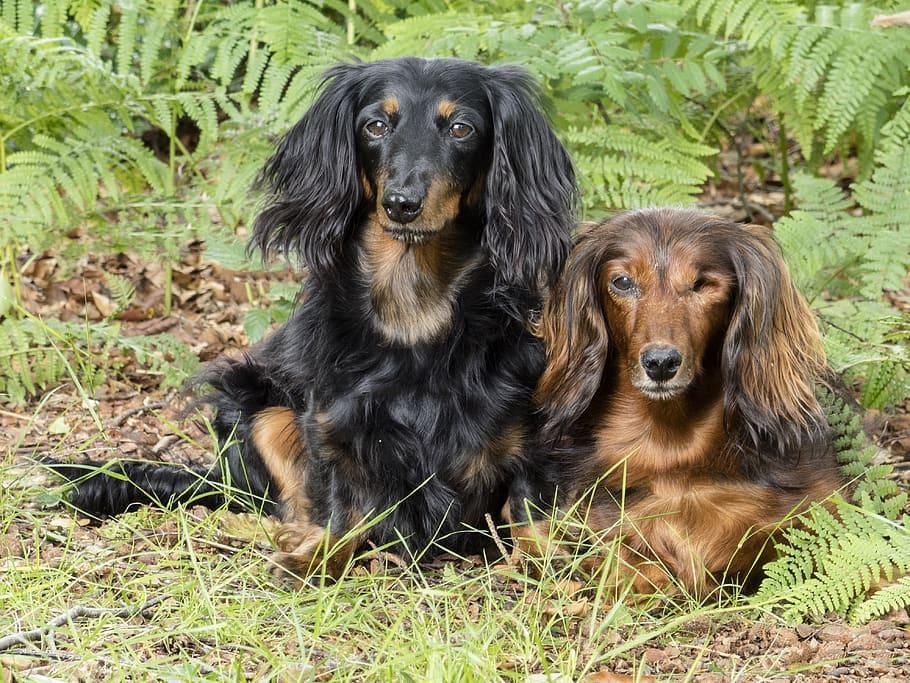 10+ Types of Dachshunds and Wiener Dogs With Photos