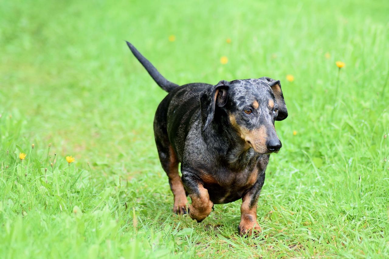 10+ Types of Dachshunds and Wiener Dogs With Photos