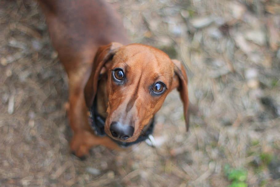 10+ Types of Dachshunds and Wiener Dogs With Photos