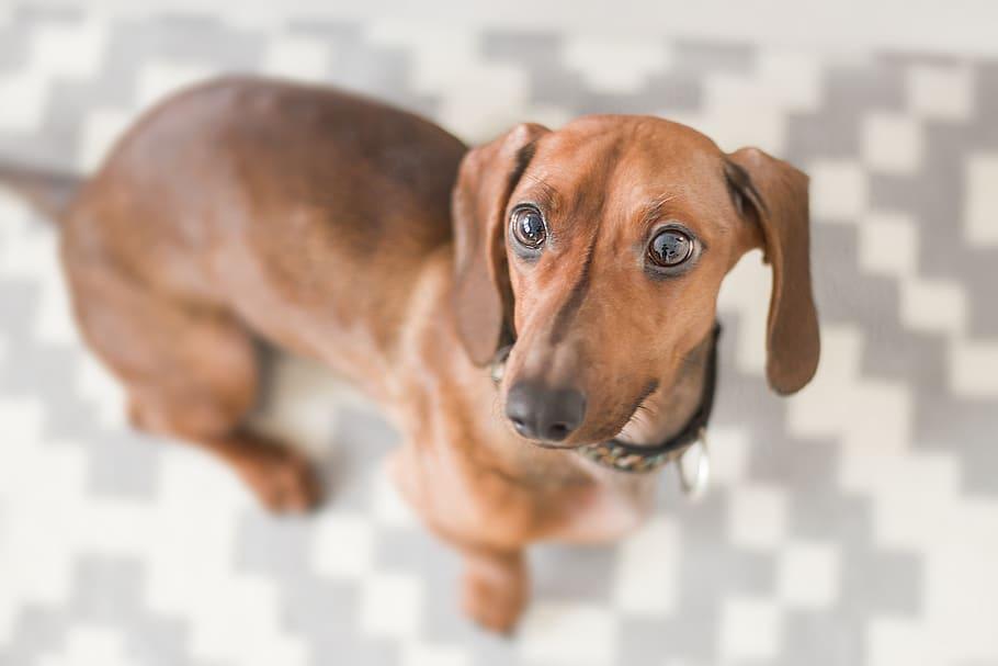 10+ Types of Dachshunds and Wiener Dogs With Photos