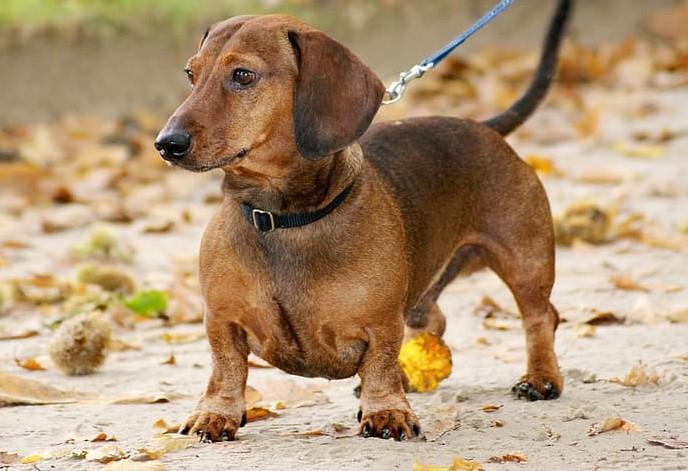 10+ Types of Dachshunds and Wiener Dogs With Photos
