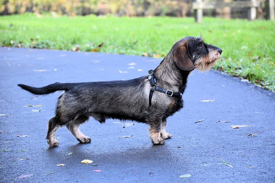 10+ Types of Dachshunds and Wiener Dogs With Photos