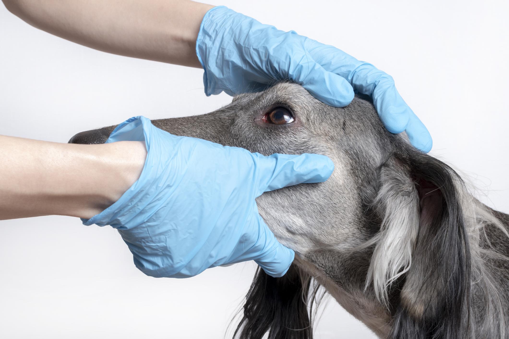 Uveodermatologic Syndrome in Dogs - Causes and Treatment