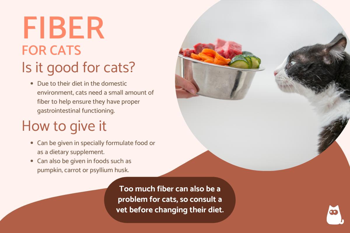 Fiber for Cats - Food Sources, Supplements and Importance