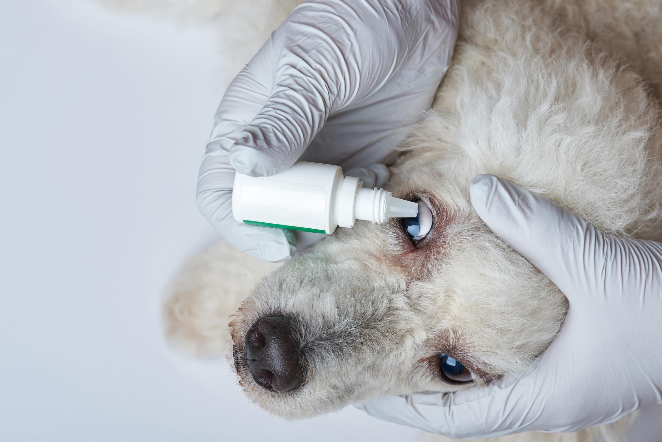 Uveodermatologic Syndrome in Dogs - Causes and Treatment
