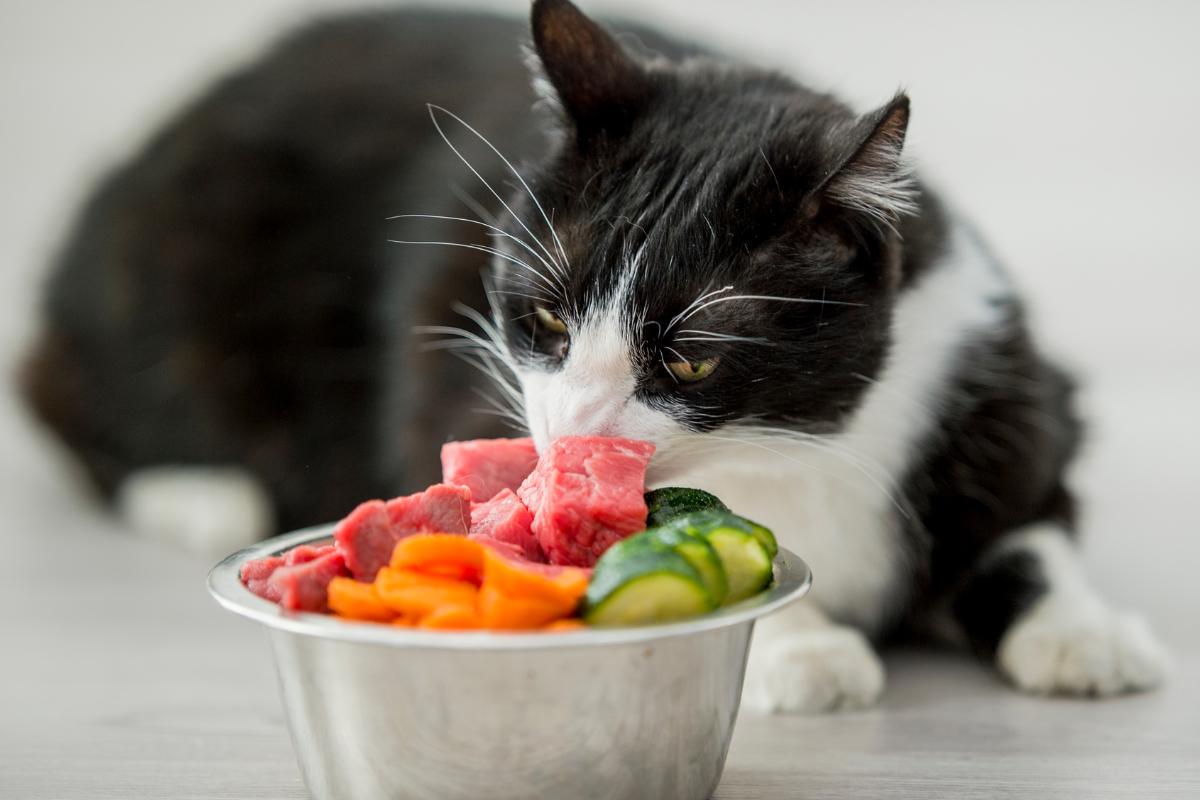 Fiber for Cats - Food Sources, Supplements and Importance