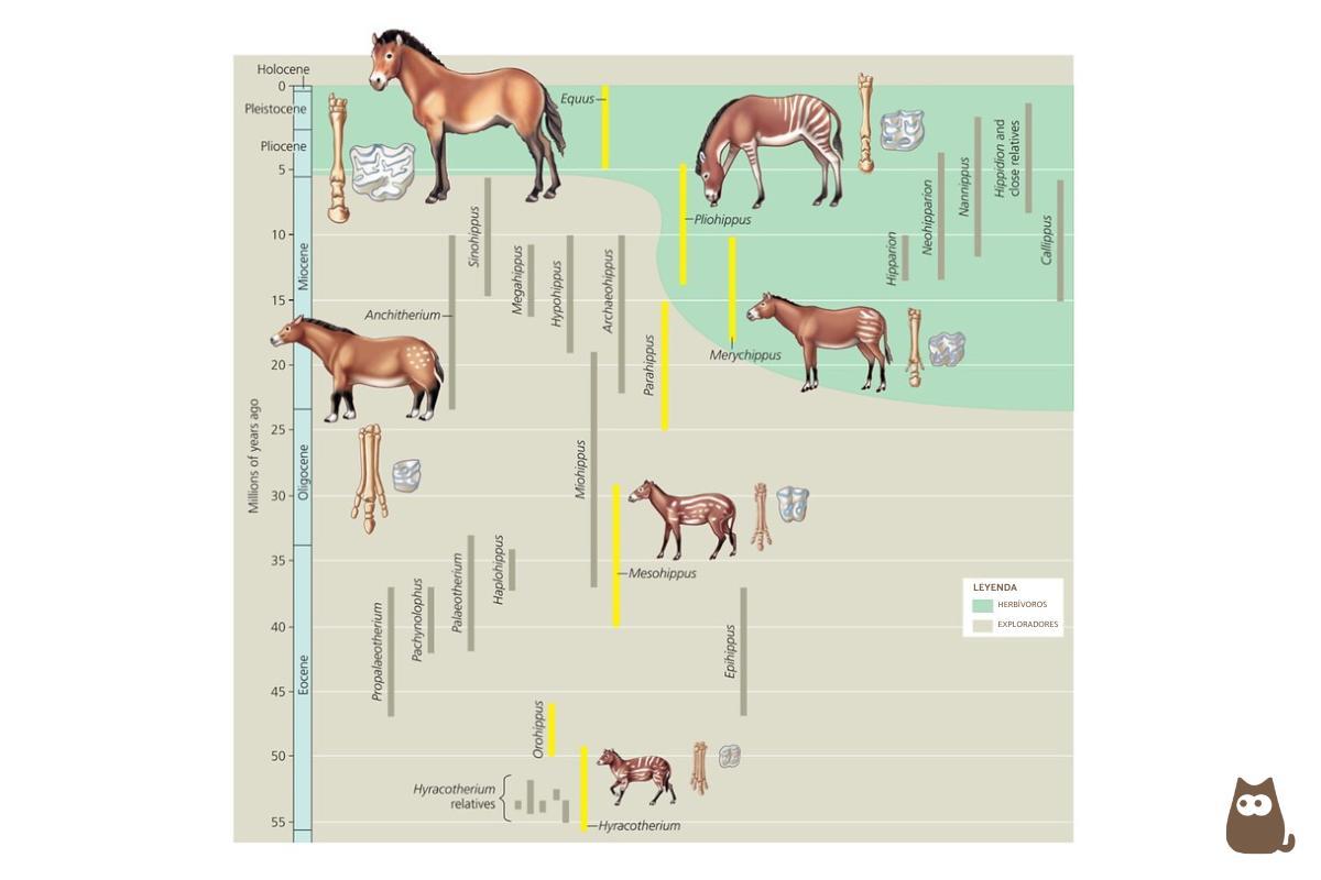 What Is the Origin and Evolution of the Horse? - Stages and Modern Breeds