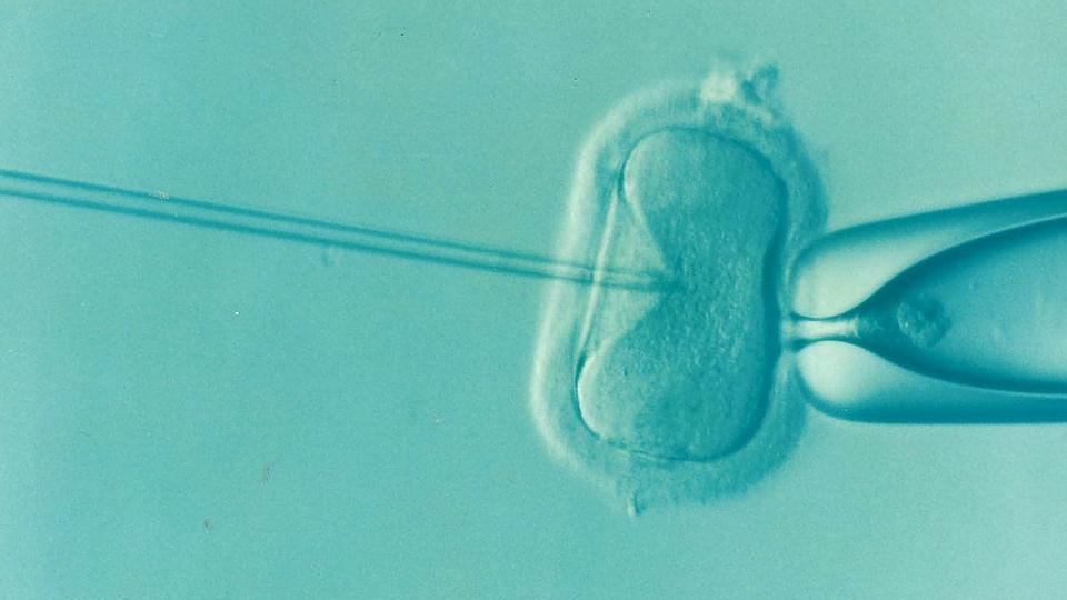 What Are Transgenic Animals? - Definition, Examples and Characteristics
