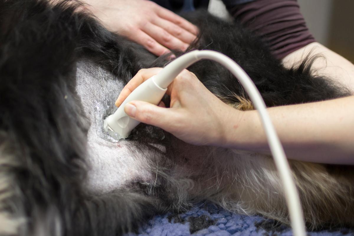 Abdominal Distension in Dogs – Symptoms, Causes and Treatment