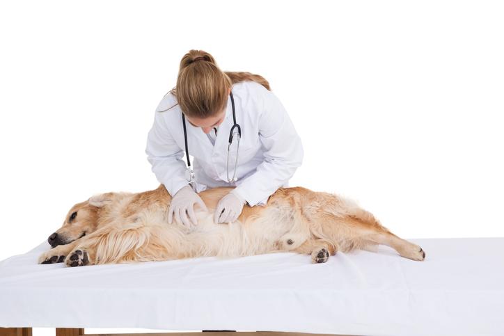 Abdominal Distension in Dogs – Symptoms, Causes and Treatment