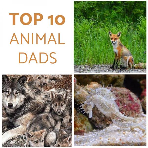 The 10 Best Animal Dads